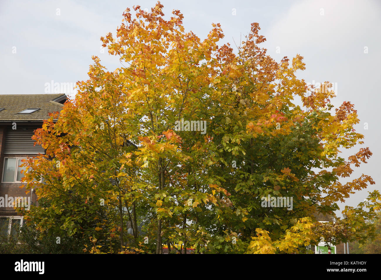 Sevenoaks, UK. 27th Sep, 2017. Autumn colours in Sevenoaks, Kent as the ...