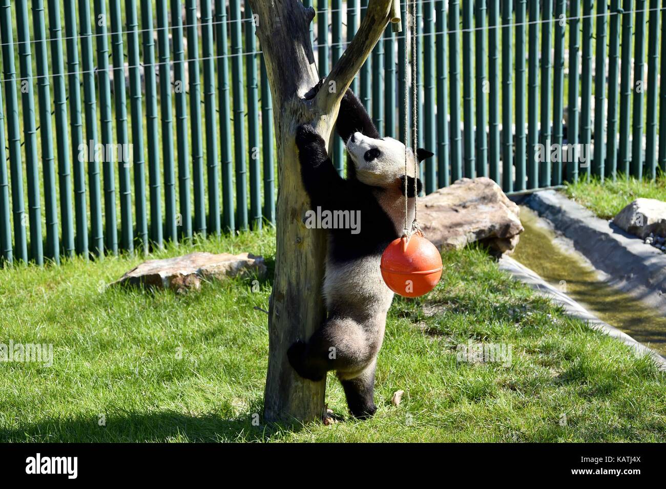 Shenyang, China's Liaoning Province. 27th Sep, 2017. A panda is seen ...