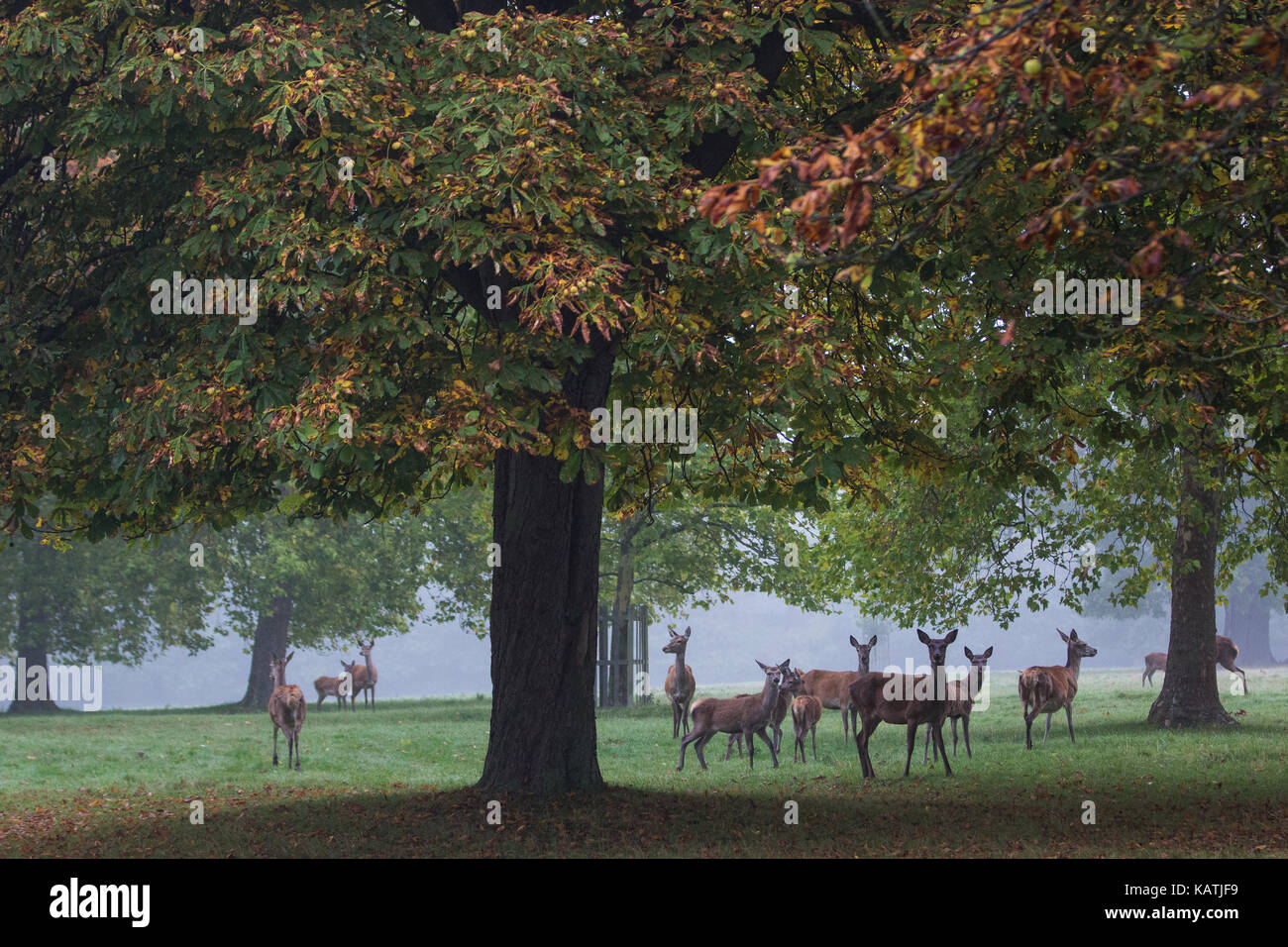 Deer Mark Uk Tree High Resolution Stock Photography and Images - Alamy