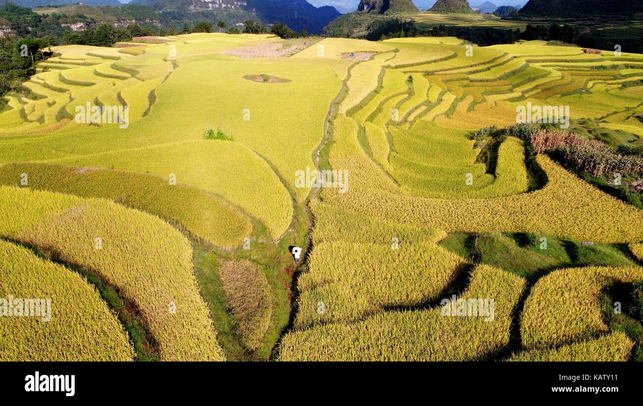 Guizhou, China. 28th Sep, 2017. Autumn scenery of terraced fields in ...