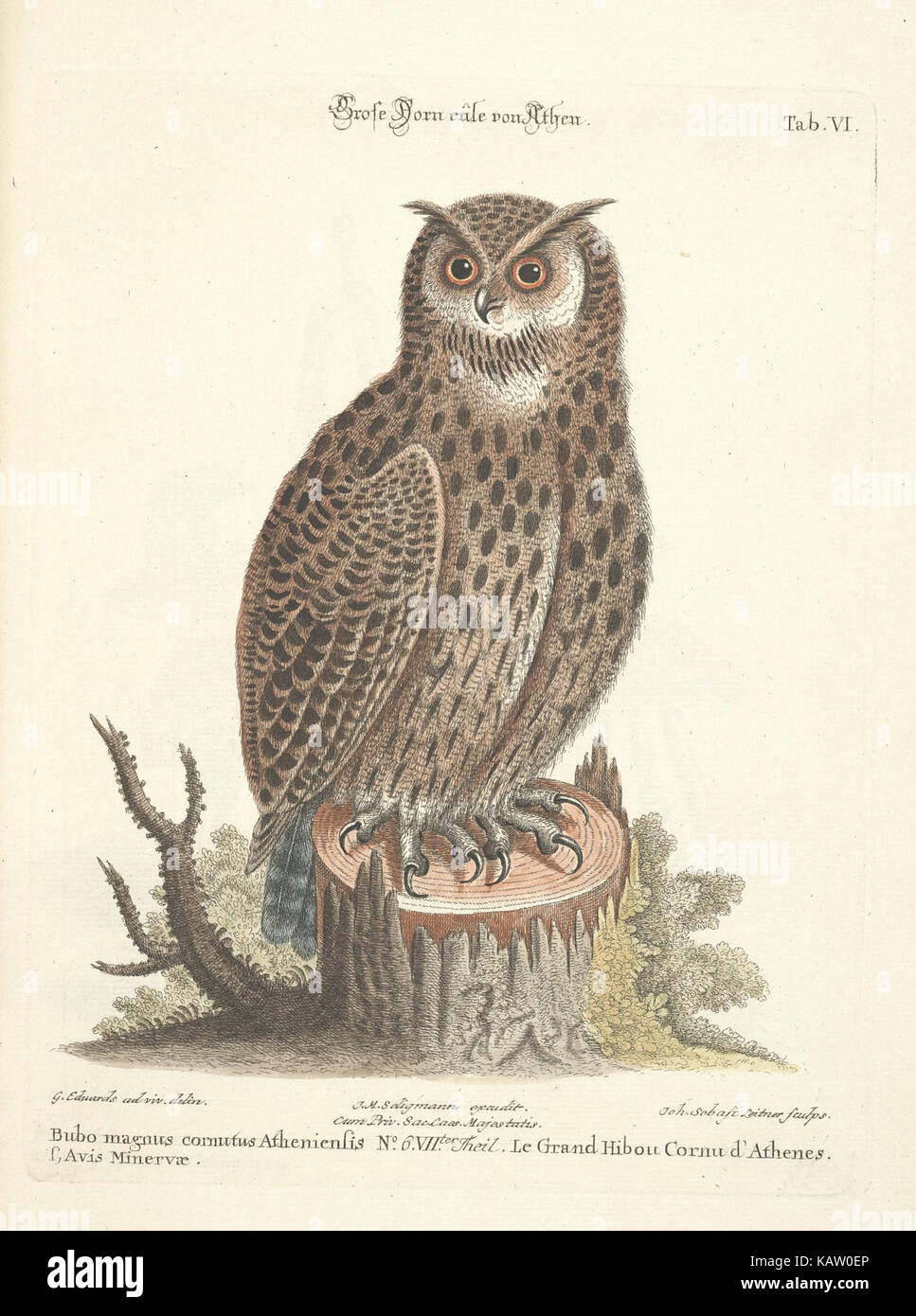 An illustration from 'Verzameling van uitlandsche en zeldzaame vogelen ...