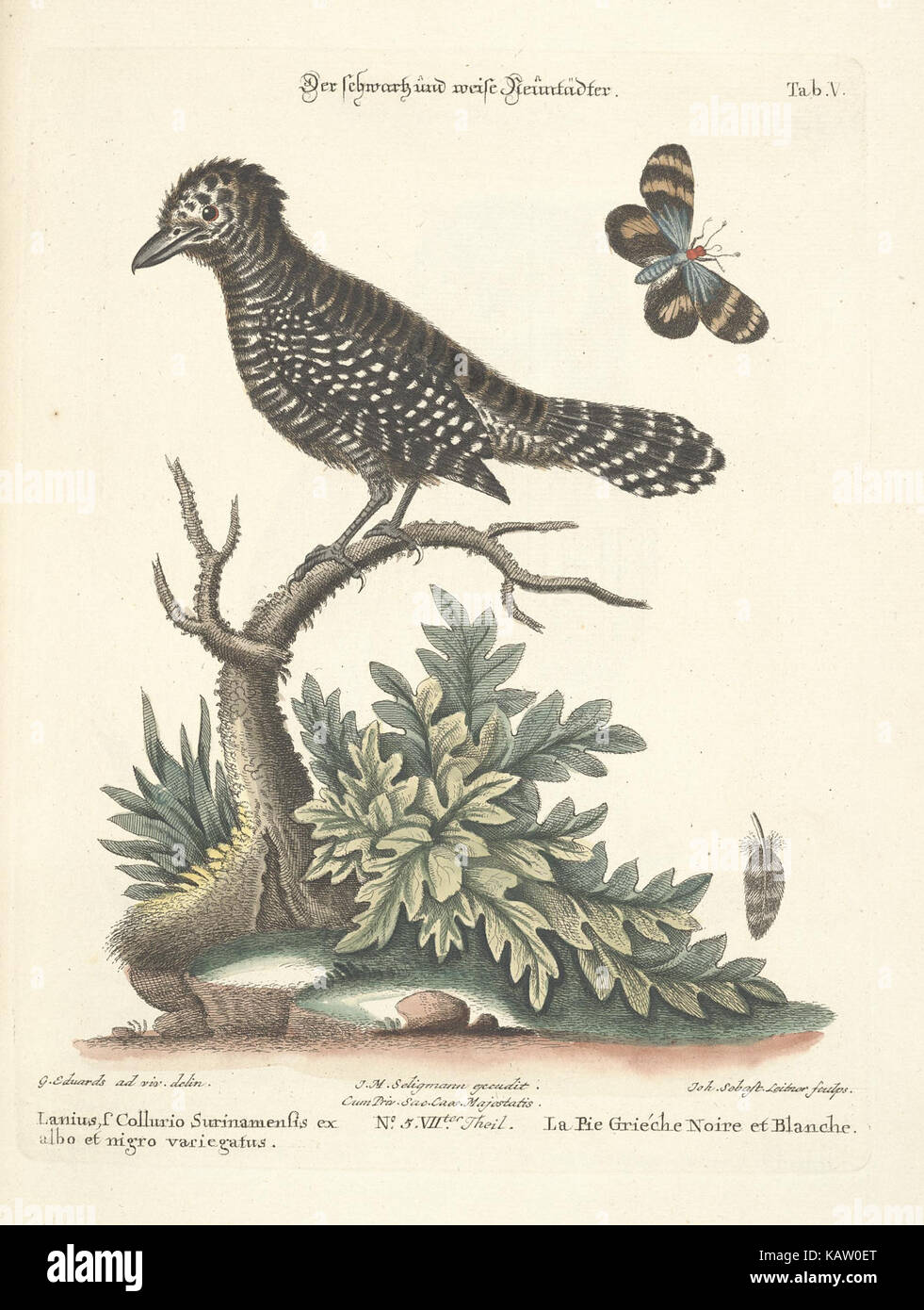 A collection of foreign and rare birds (Tab. V), featuring detailed ...