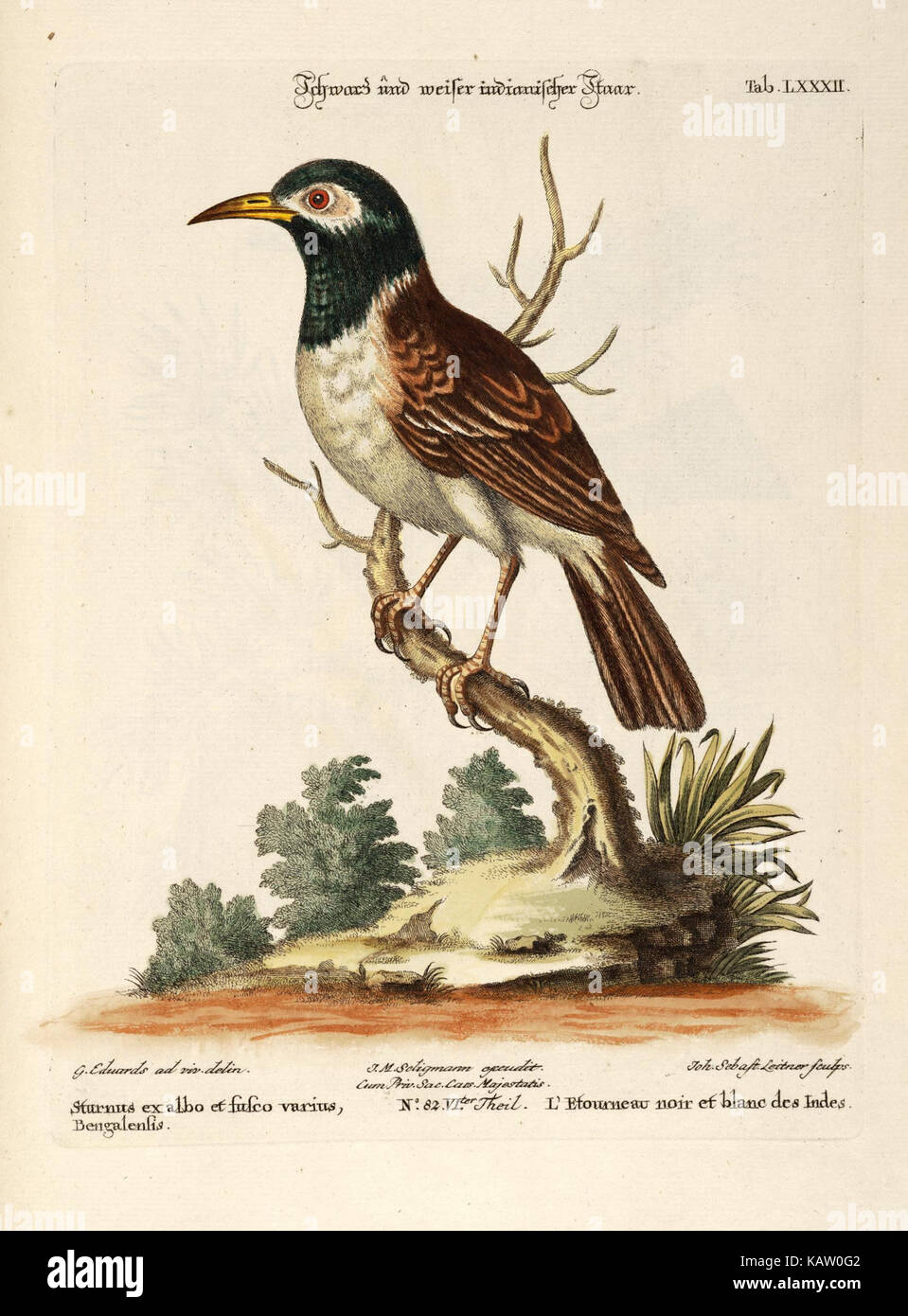 An illustration from 'Verzameling van uitlandsche en zeldzaame vogelen ...
