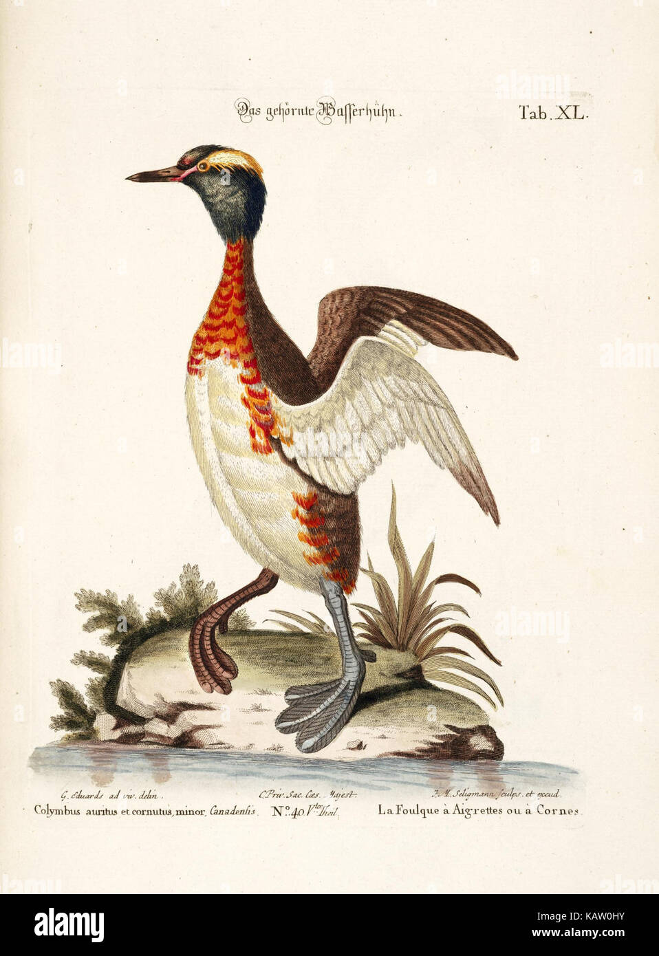 Verzameling van Uitlandsche en Zeldzaame Vogelen (Collection of Foreign ...