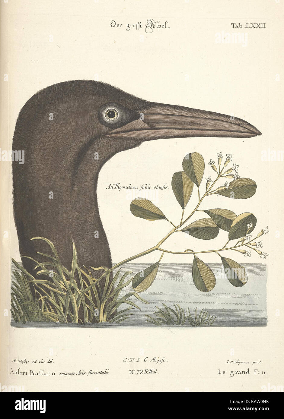 An illustration from 'Verzameling van Uitlandsche en Zeldzaame Vogelen ...