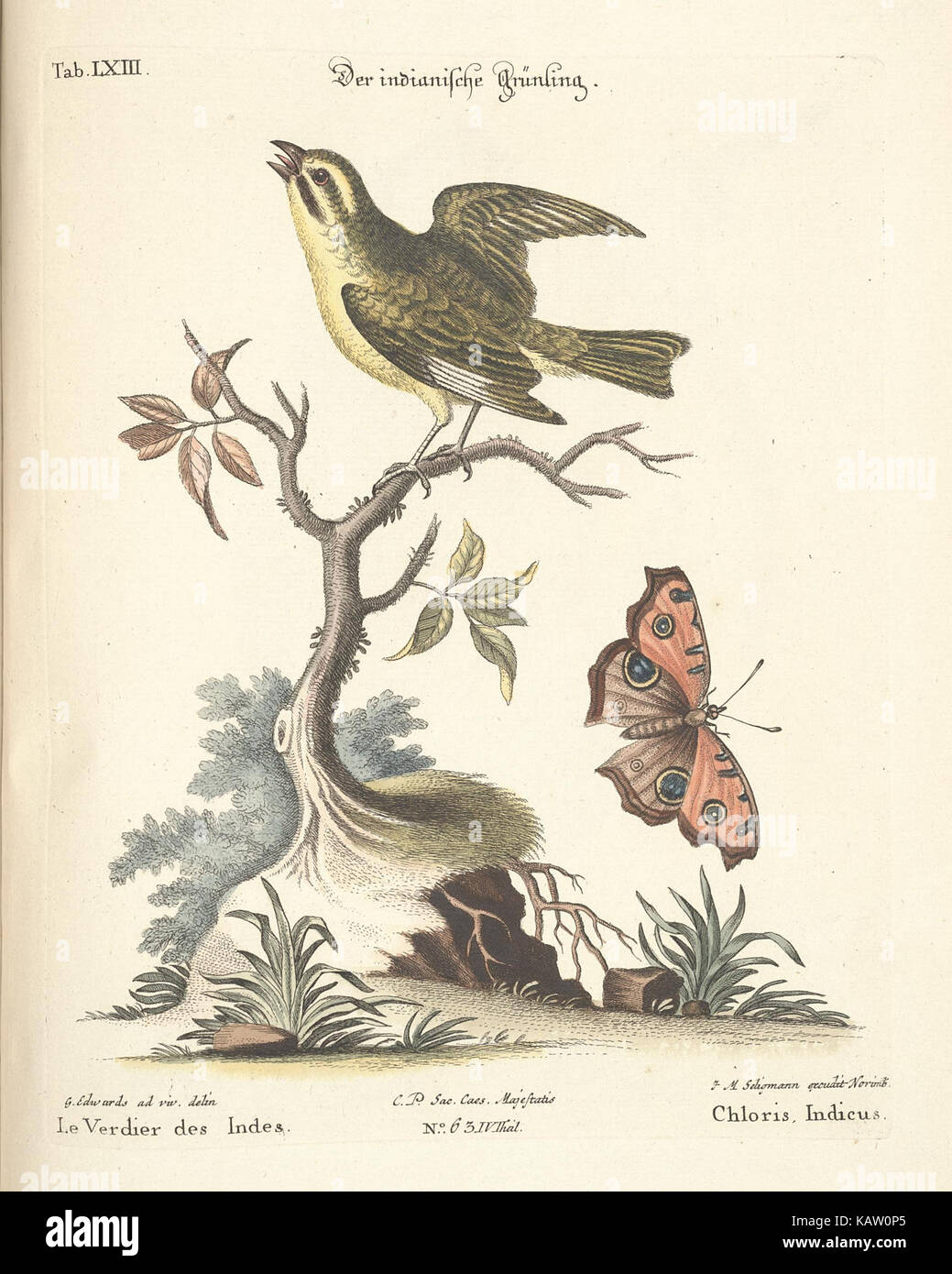 Historical reference on avian species hi-res stock photography and ...