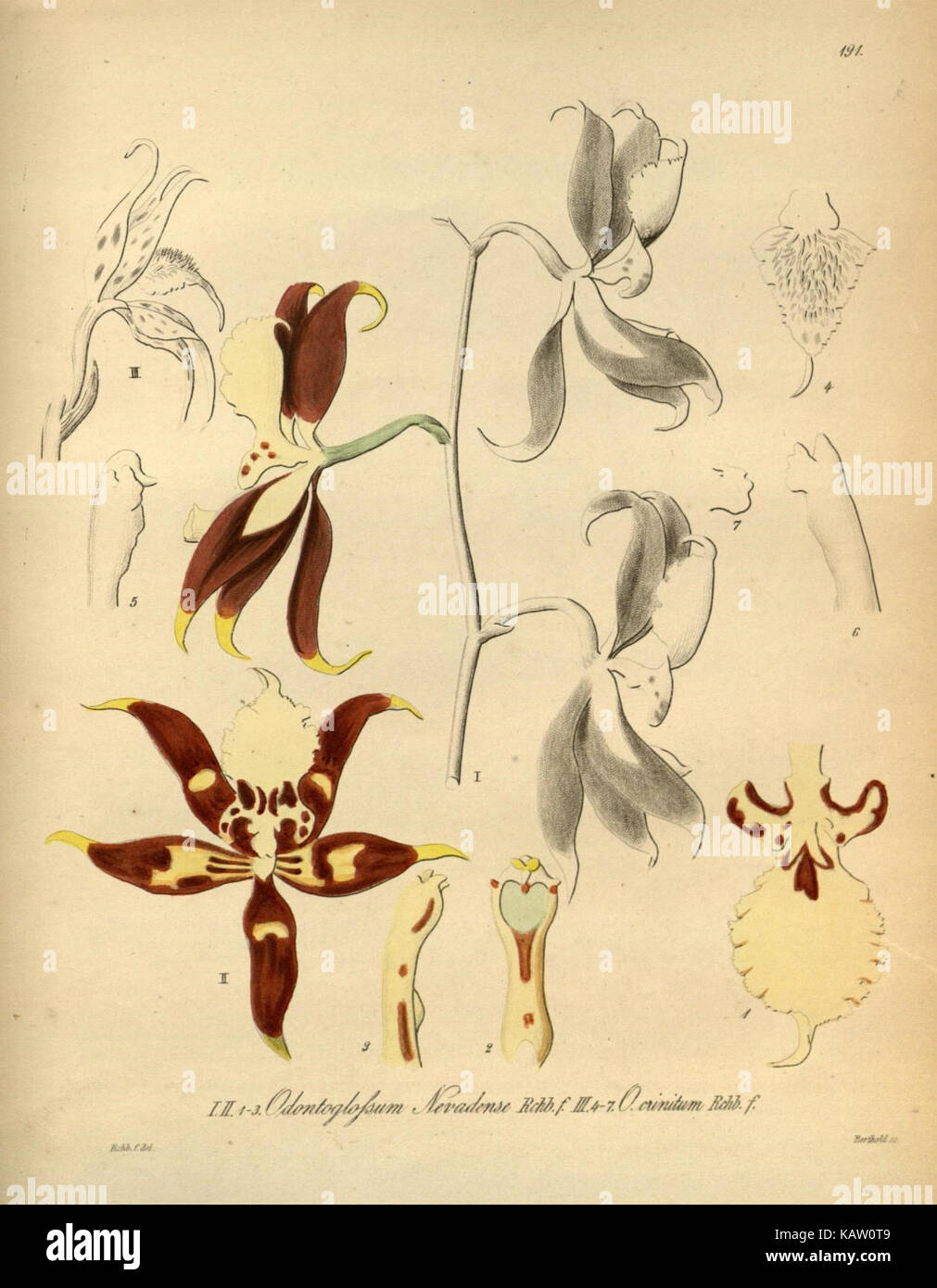 Xenia flowers hi-res stock photography and images - Alamy