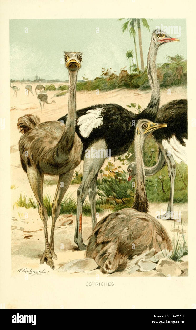 The royal natural history (Plate 6) (8077738315 Stock Photo - Alamy