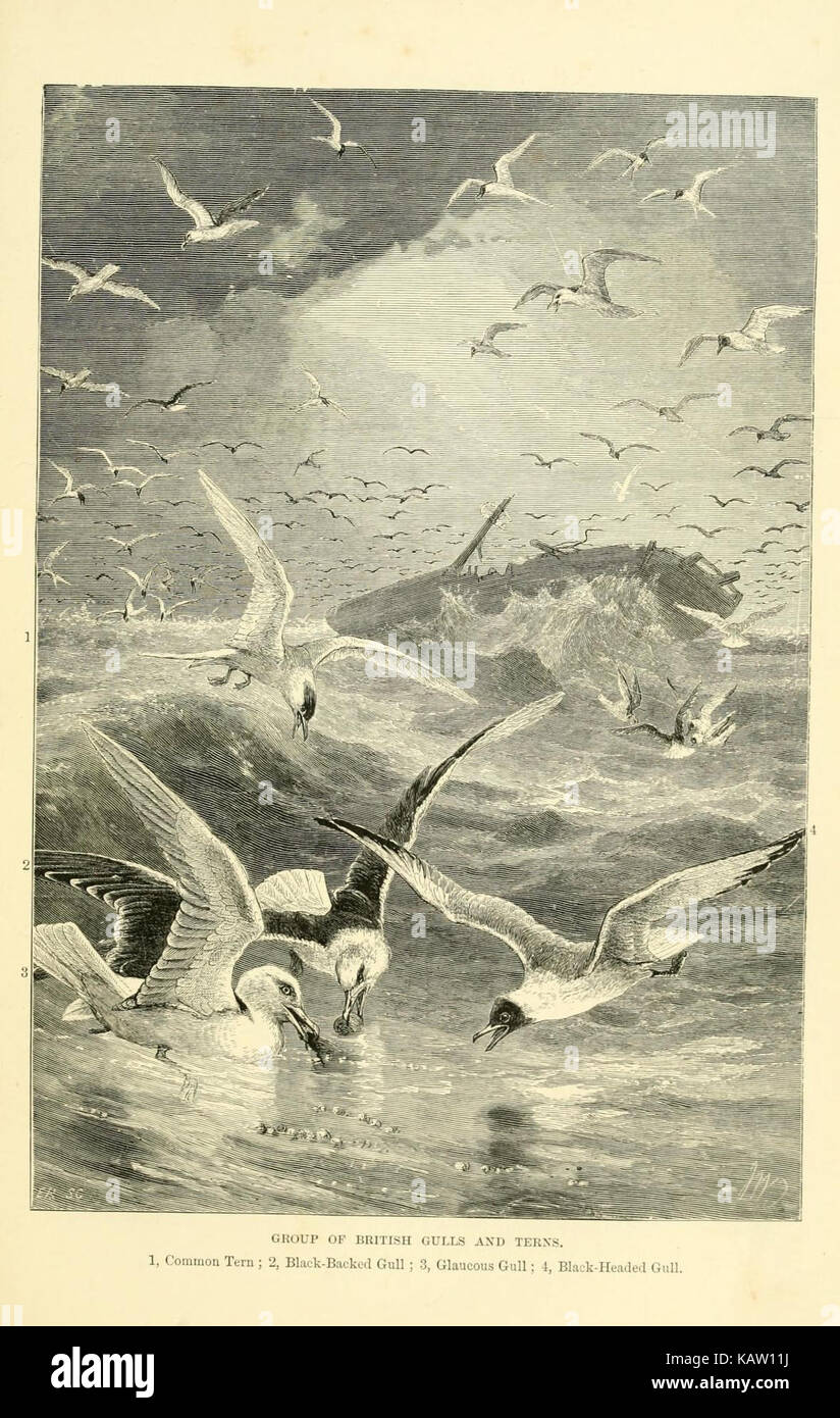 The royal natural history (Page 507) (8077728162 Stock Photo - Alamy