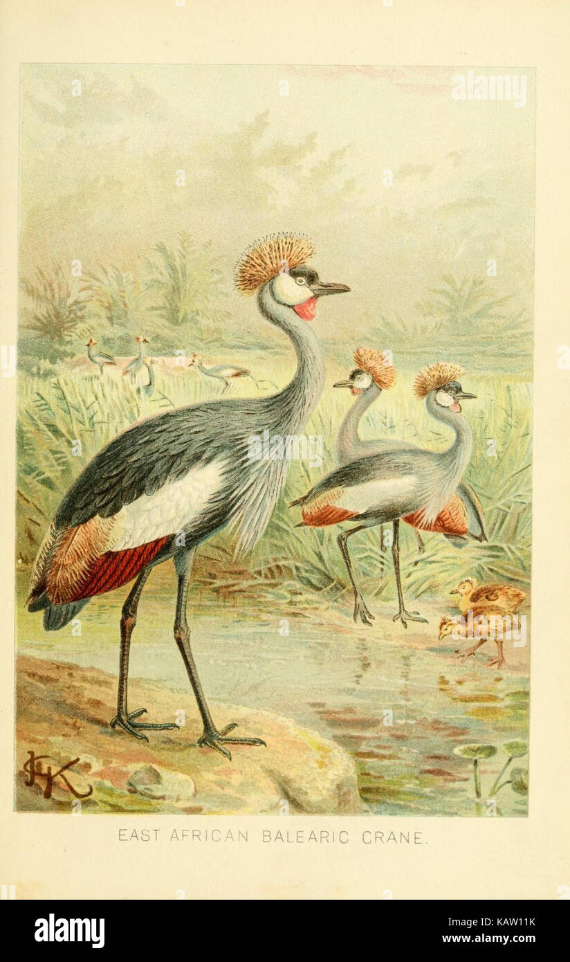 The royal natural history (Plate 4) (8077727510 Stock Photo - Alamy