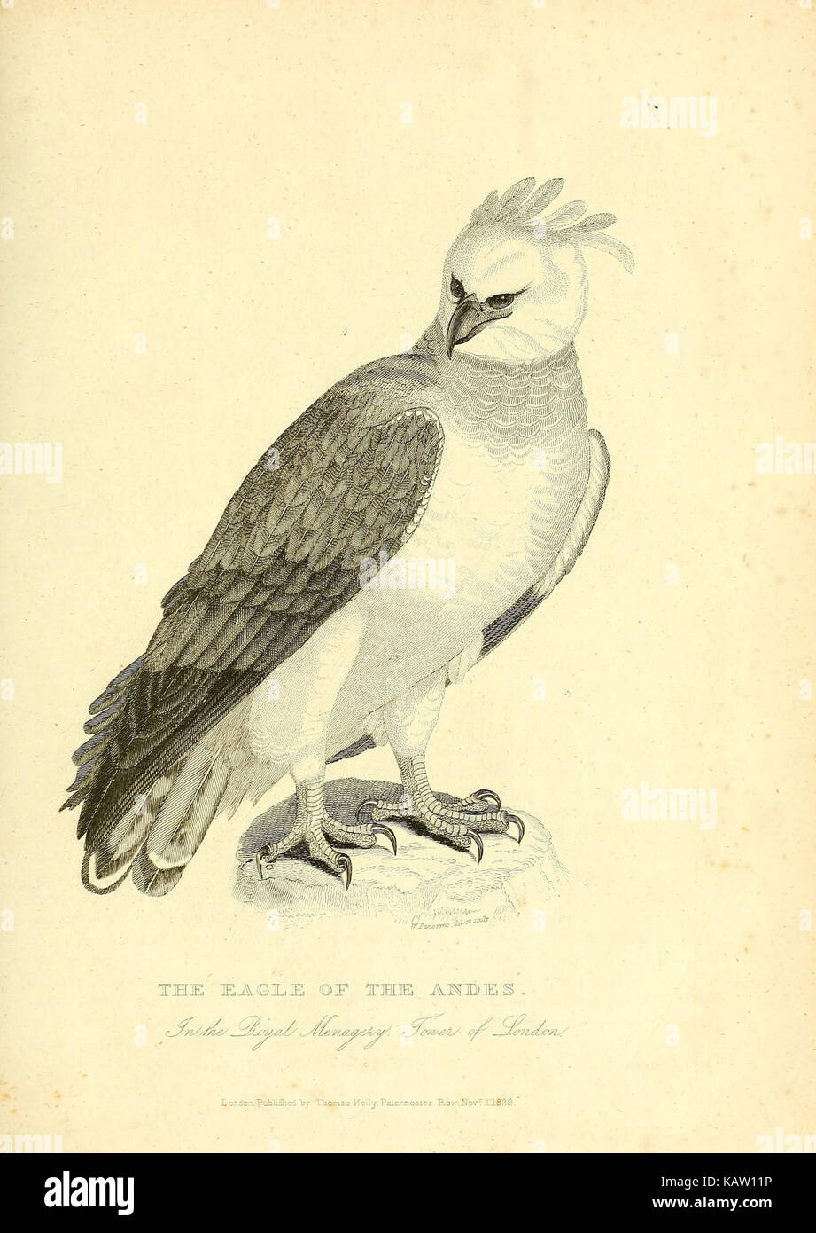 A historical drawing from 'The Wonders of the Animal Kingdom ...