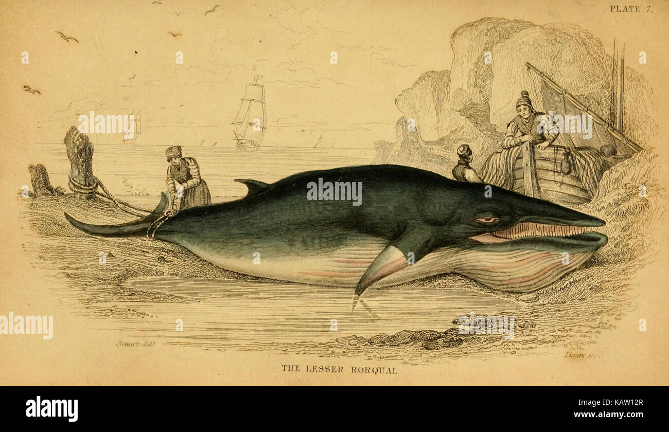 Whales (Plate VII) (8619319714 Stock Photo - Alamy