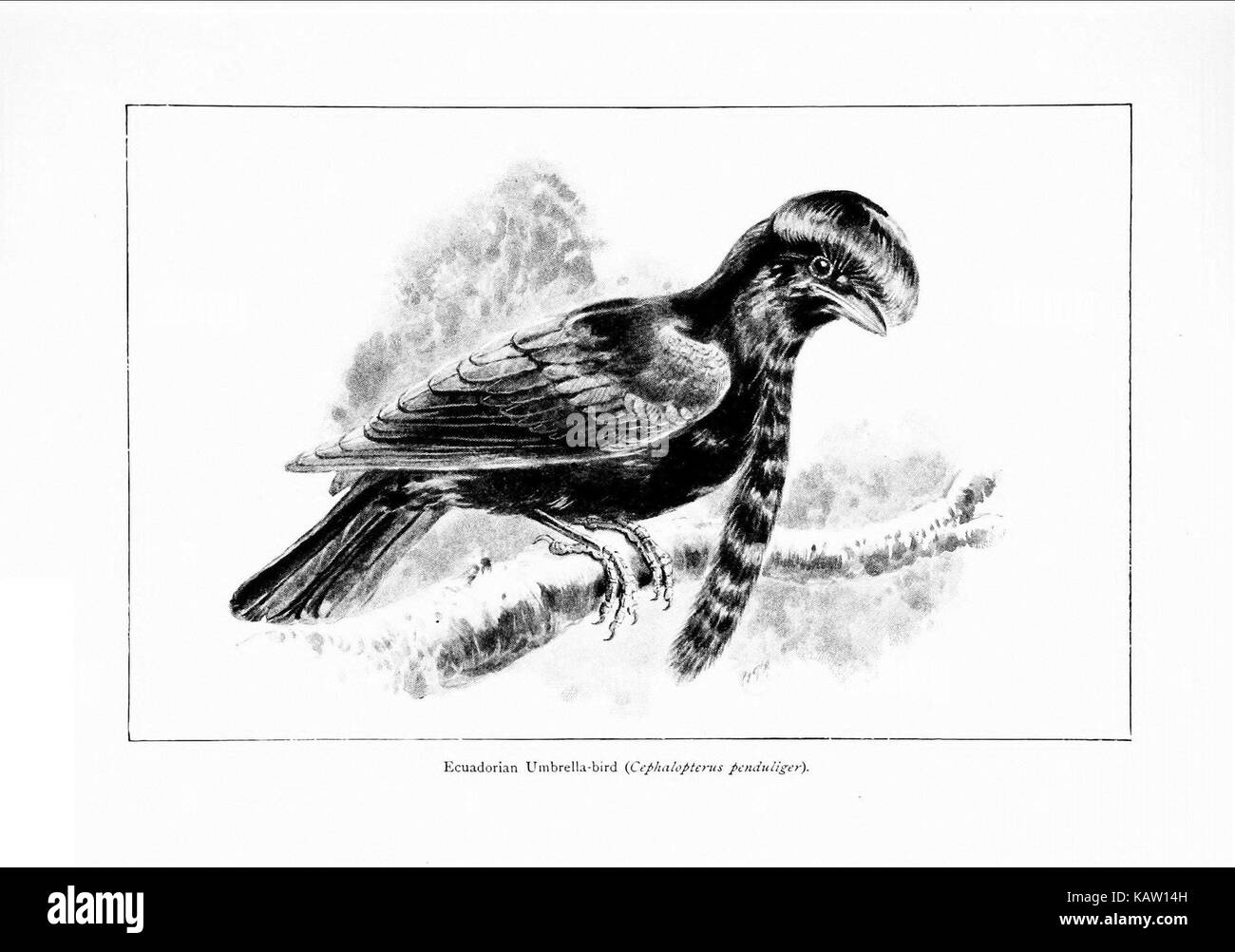 'Wonders of the Bird World (Pl. 8)' is an illustration depicting ...