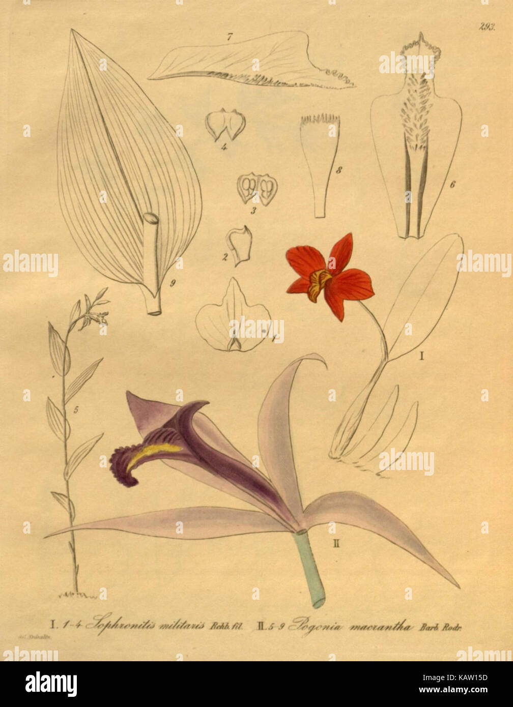 This botanical illustration depicts Xenia orchidacea, a species of ...