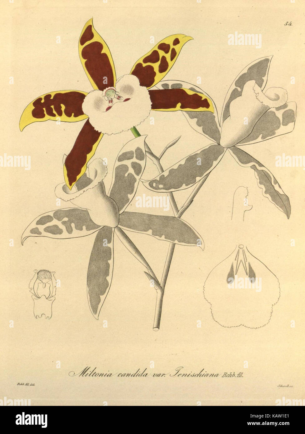 Xenia flower hi-res stock photography and images - Alamy