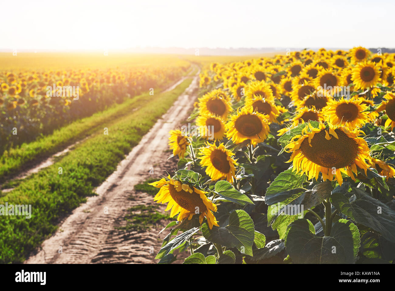 Golden Flower Tree High Resolution Stock Photography and Images - Alamy