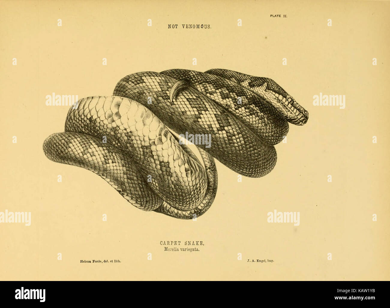 Australia snakes hi-res stock photography and images - Alamy