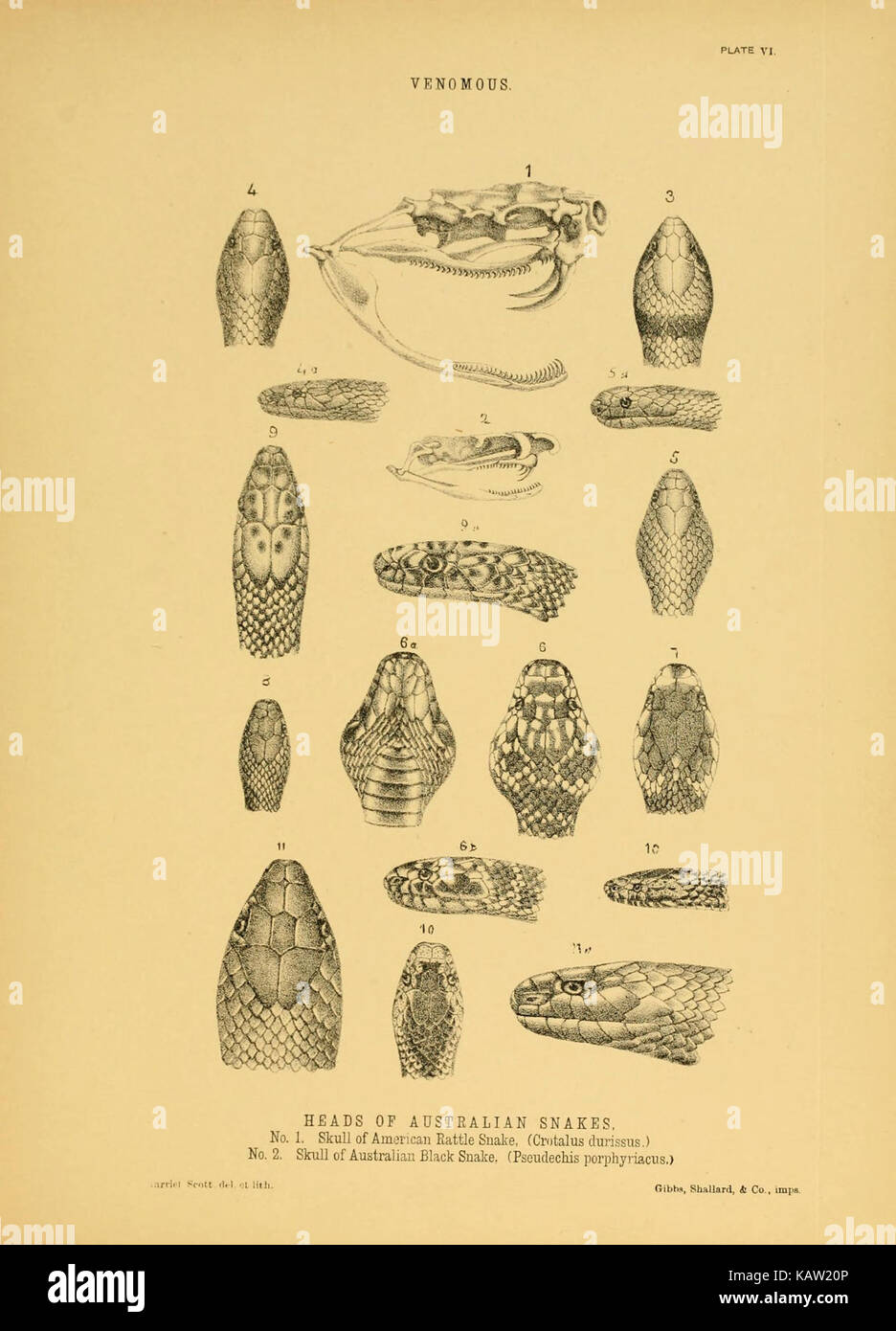 The snakes of Australia (Plate VI) (5981598231 Stock Photo - Alamy