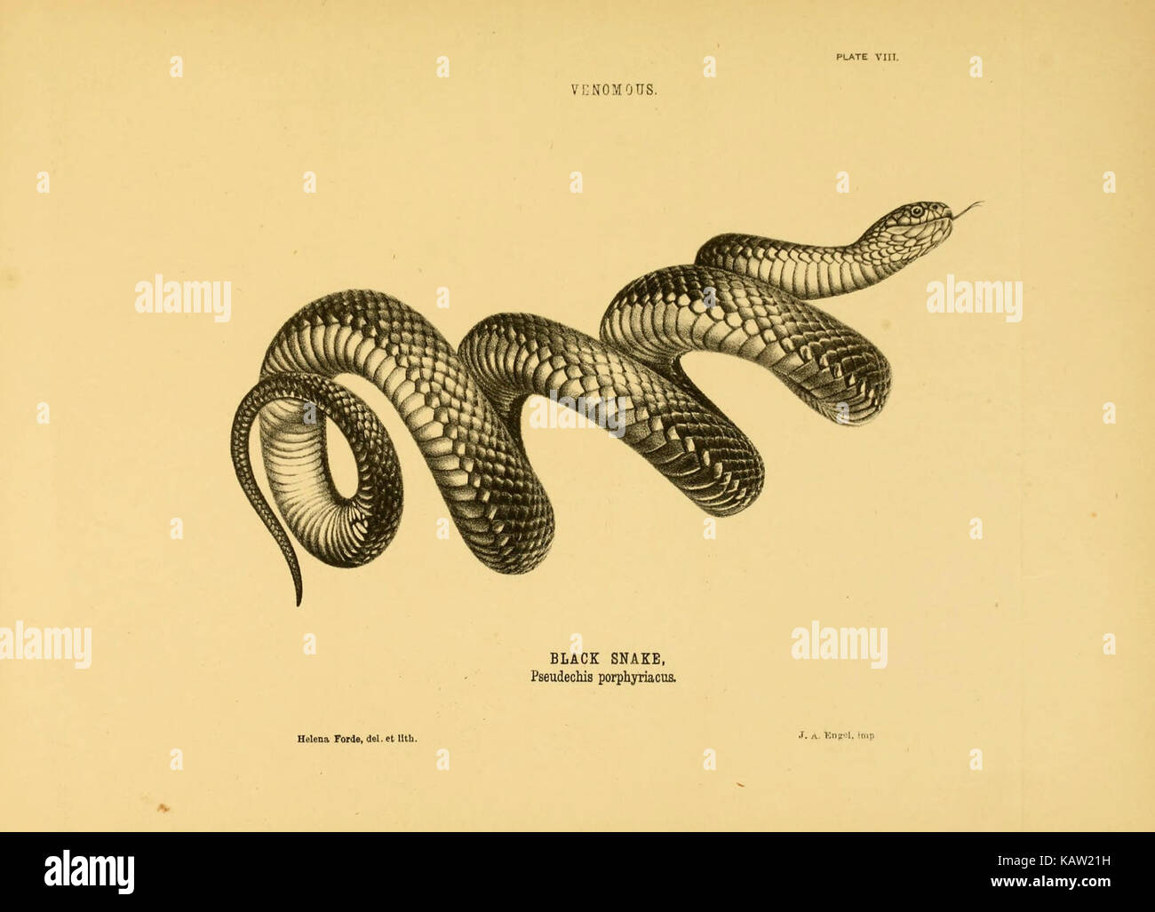 The snakes of Australia (Plate VIII) (5982159492 Stock Photo - Alamy