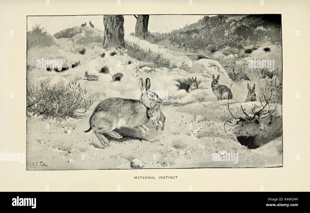 This image shows a depiction of a rabbit from 'The Rabbit' series ...