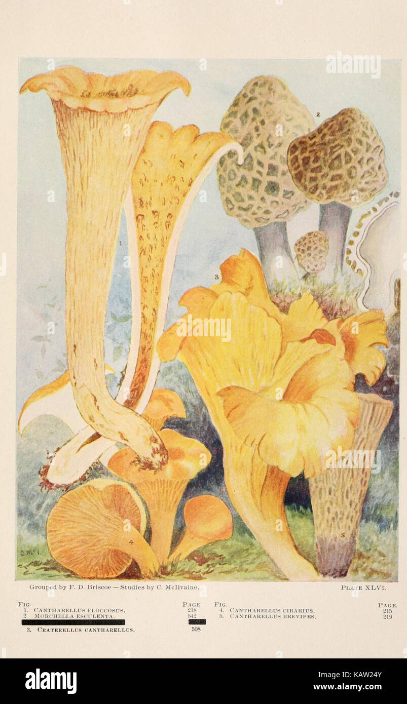 Toadstools, mushrooms, fungi, edible and poisonous (Plate XLVI ...