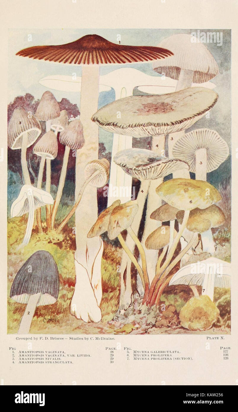 Toadstools, mushrooms, fungi, edible and poisonous (Plate X ...