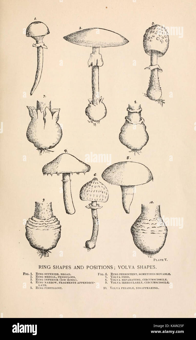 Toadstools, mushrooms, fungi, edible and poisonous (Plate V ...