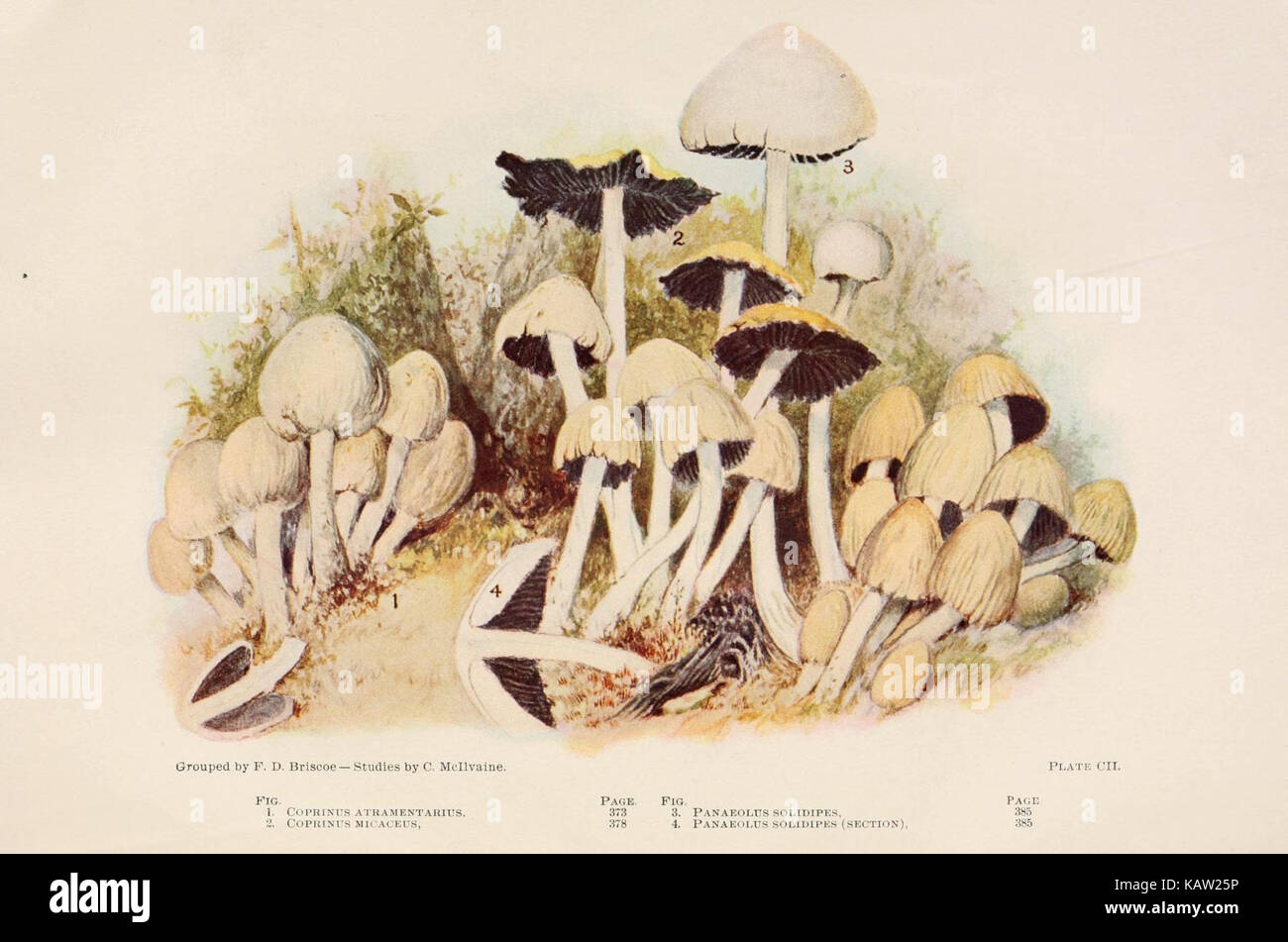 Toadstools, mushrooms, fungi, edible and poisonous (Plate CII ...