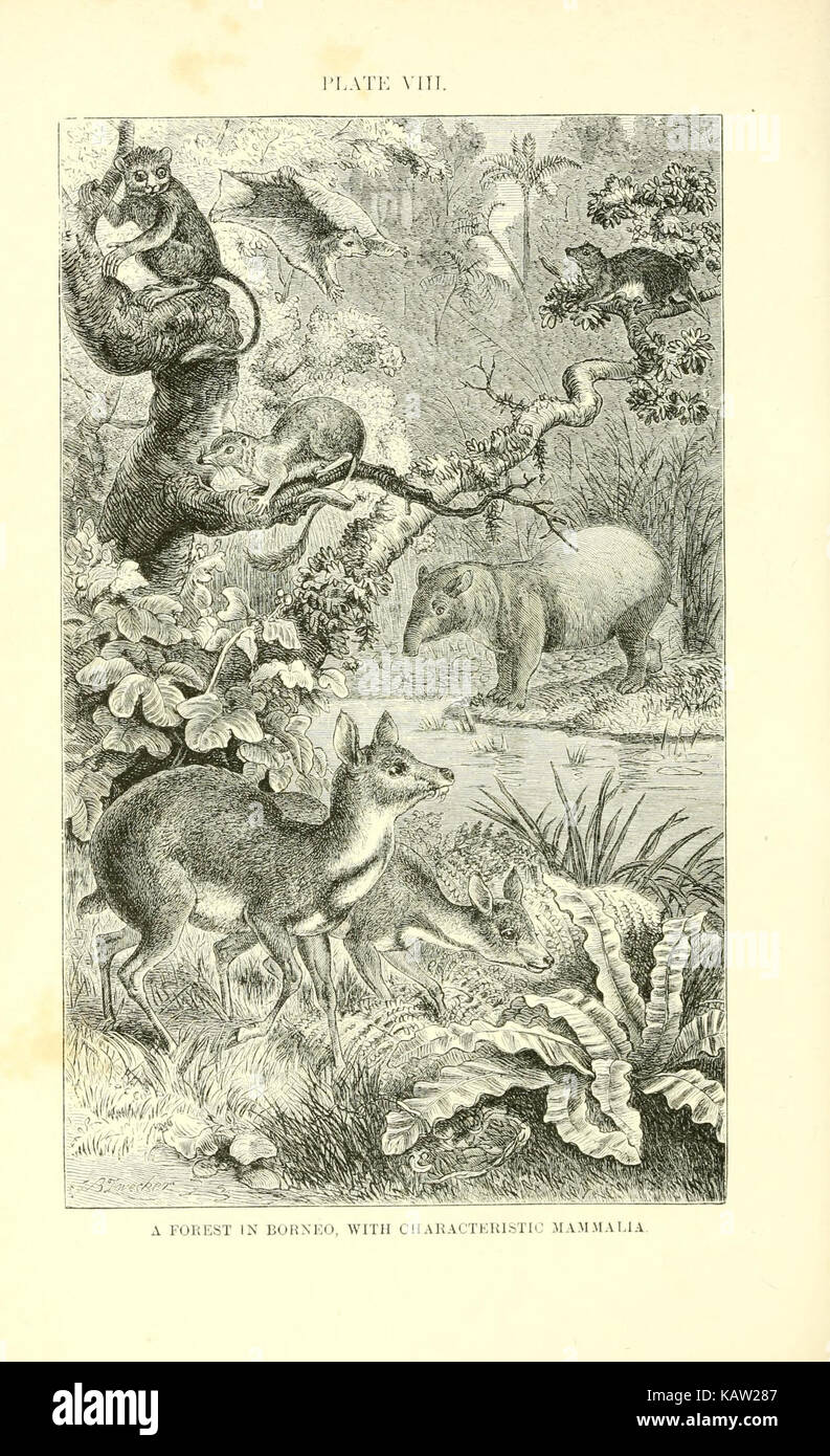 The geographical distribution of animals (Plate VIII) (8446862423 Stock ...