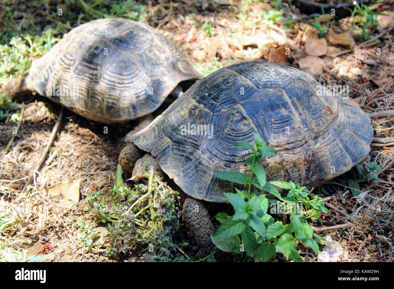 Turtles living in the bushes near the veranda of the restaurant of the ...