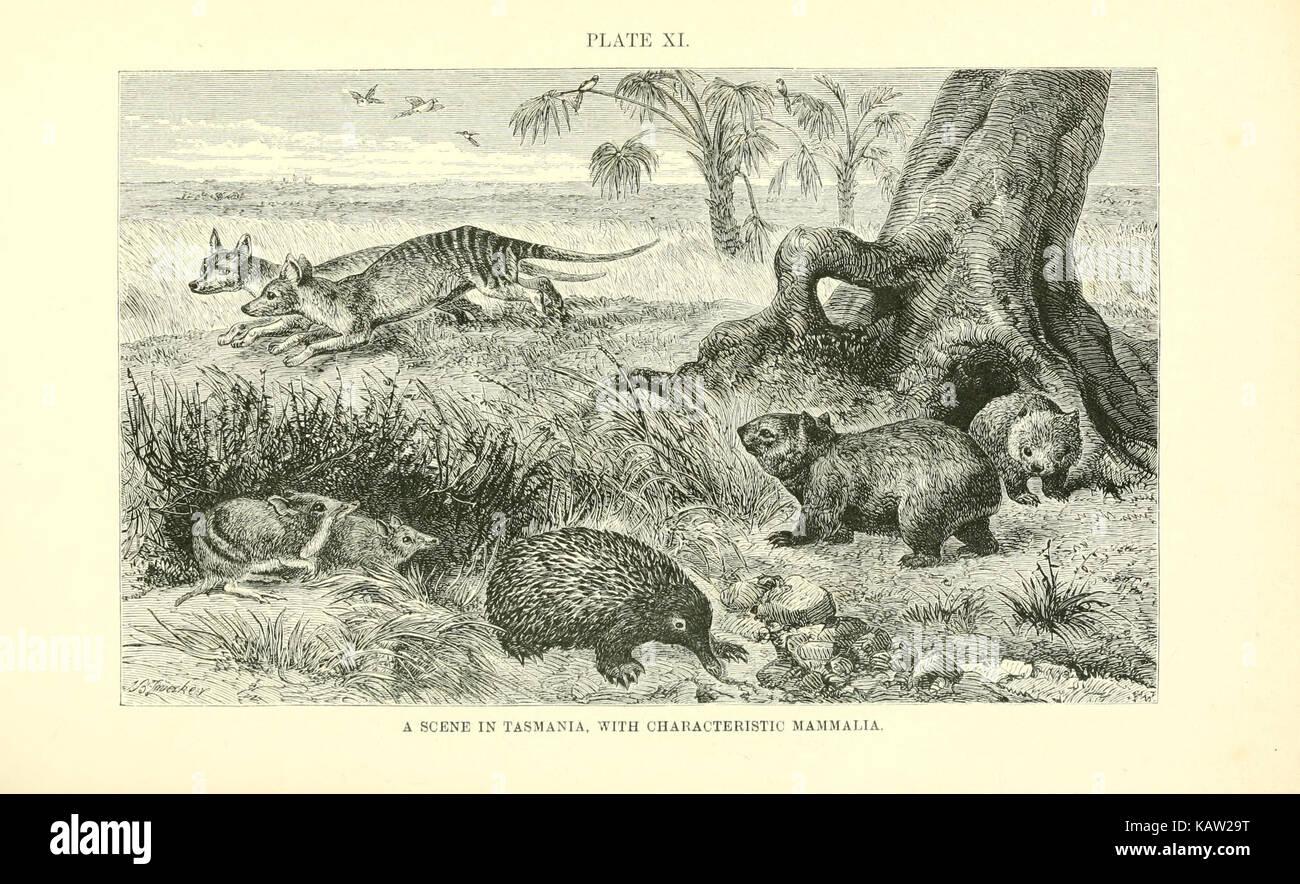 The geographical distribution of animals (Plate XI) (8447954400 Stock ...