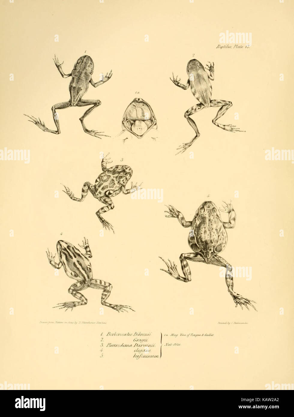 'The Zoology of the Voyage of H.M.S. Beagle' is a scientific work ...