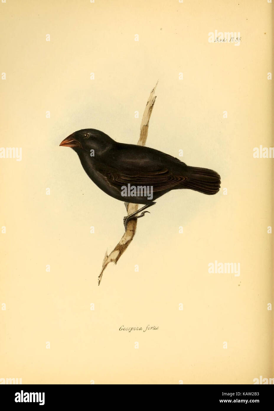 The zoology of the voyage of H.M.S. Beagle (Birds Pl. 38) (8429528265 ...