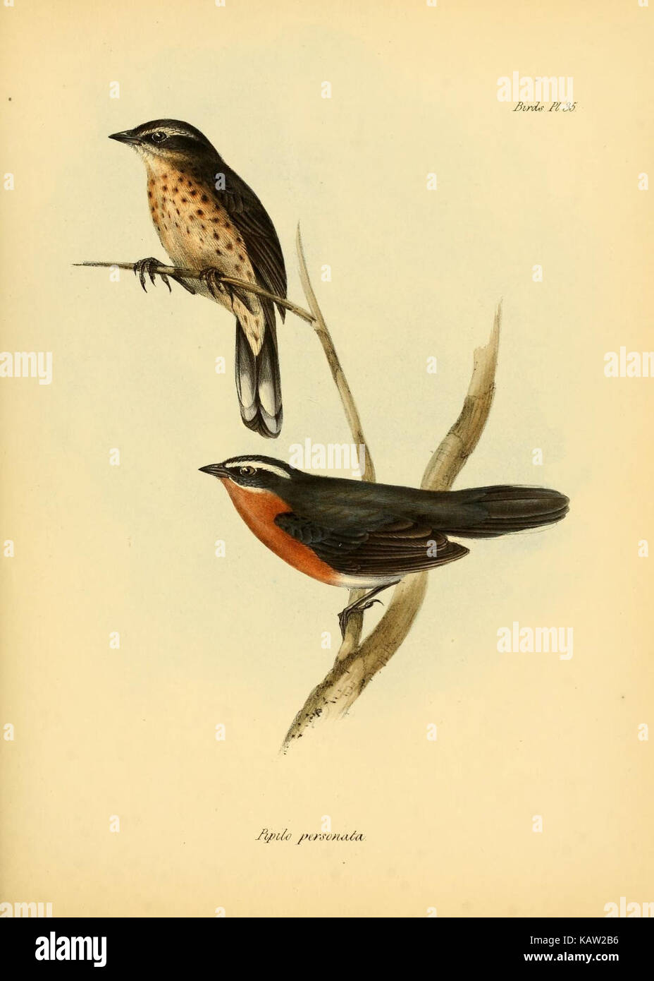 The zoology of the voyage of H.M.S. Beagle (Birds Pl. 35) (8429527255 ...