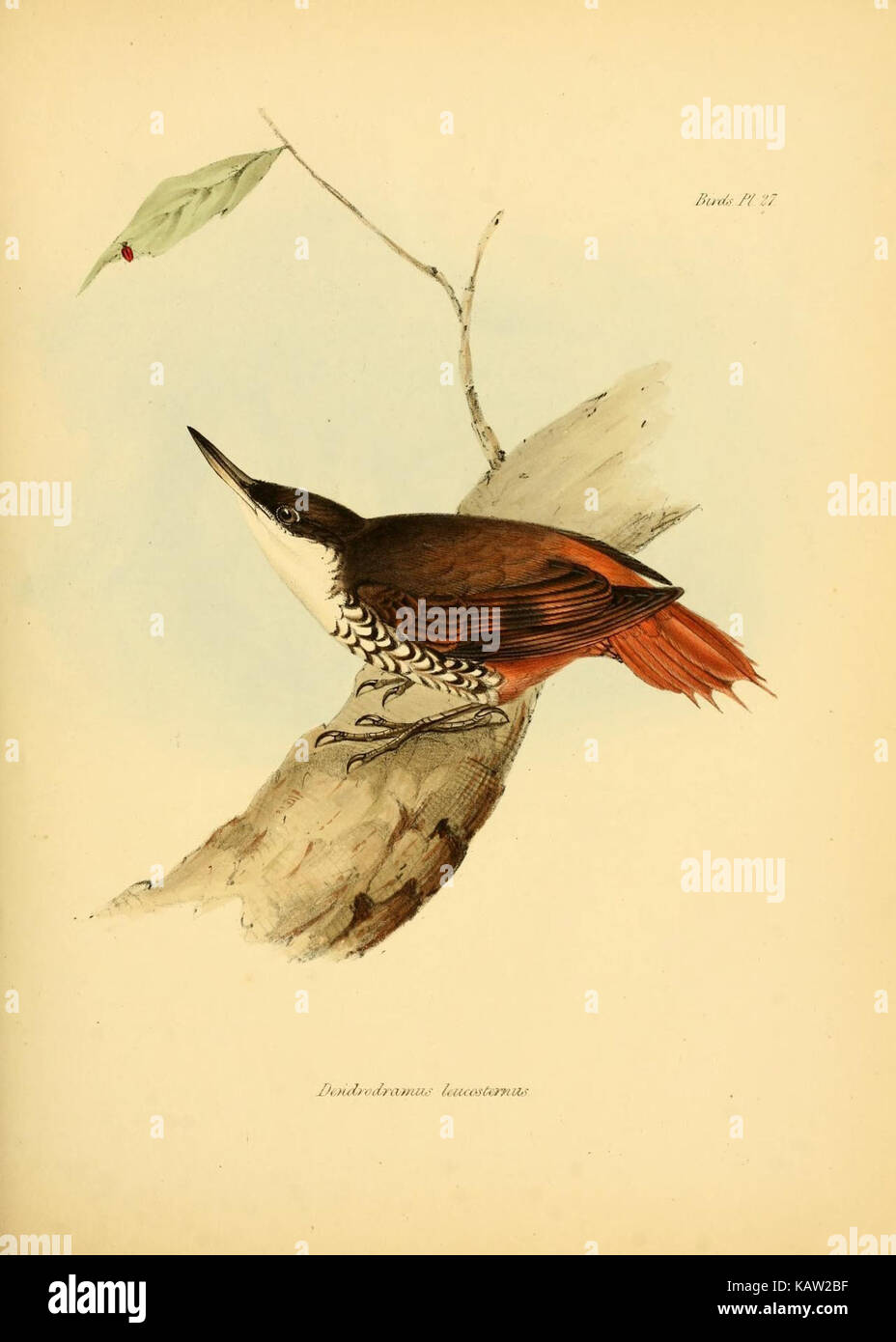 The zoology of the voyage of H.M.S. Beagle (Birds Pl. 27) (8429523199 ...