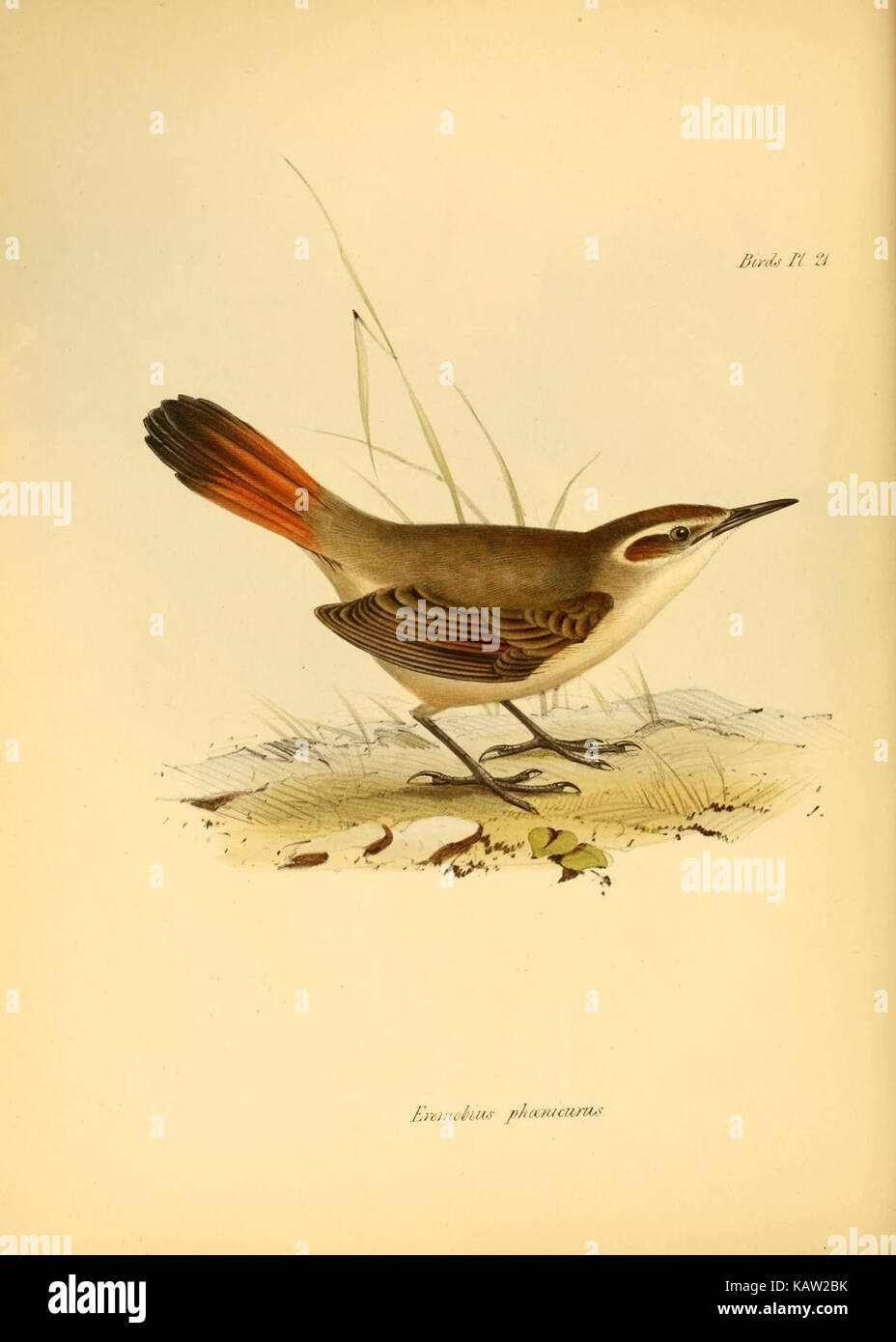 The zoology of the voyage of H.M.S. Beagle (Birds Pl. 21) (8429503809 ...