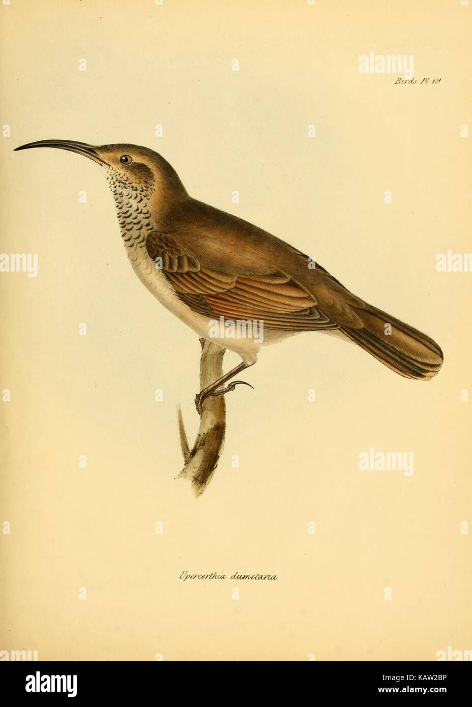 The zoology of the voyage of H.M.S. Beagle (Birds Pl. 19) (8430590024 ...