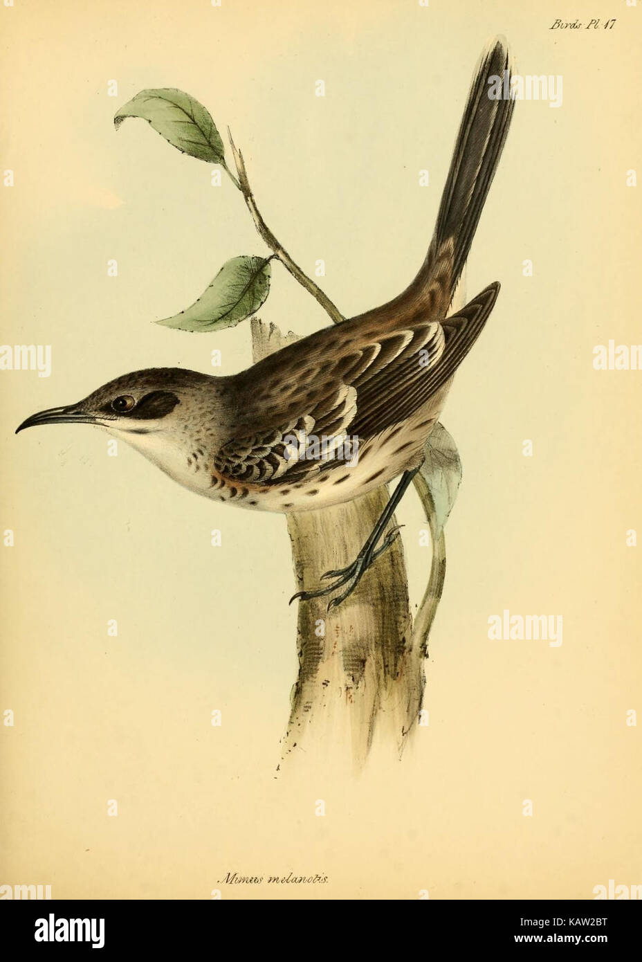 The zoology of the voyage of H.M.S. Beagle (Birds Pl. 17) (8429502593 ...