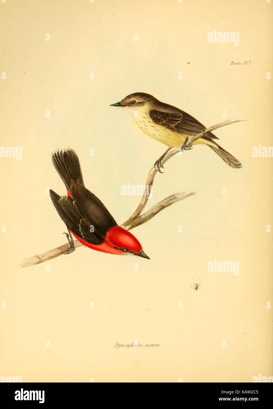 The zoology of the voyage of H.M.S. Beagle (Birds Pl. 7) (8430585494 ...