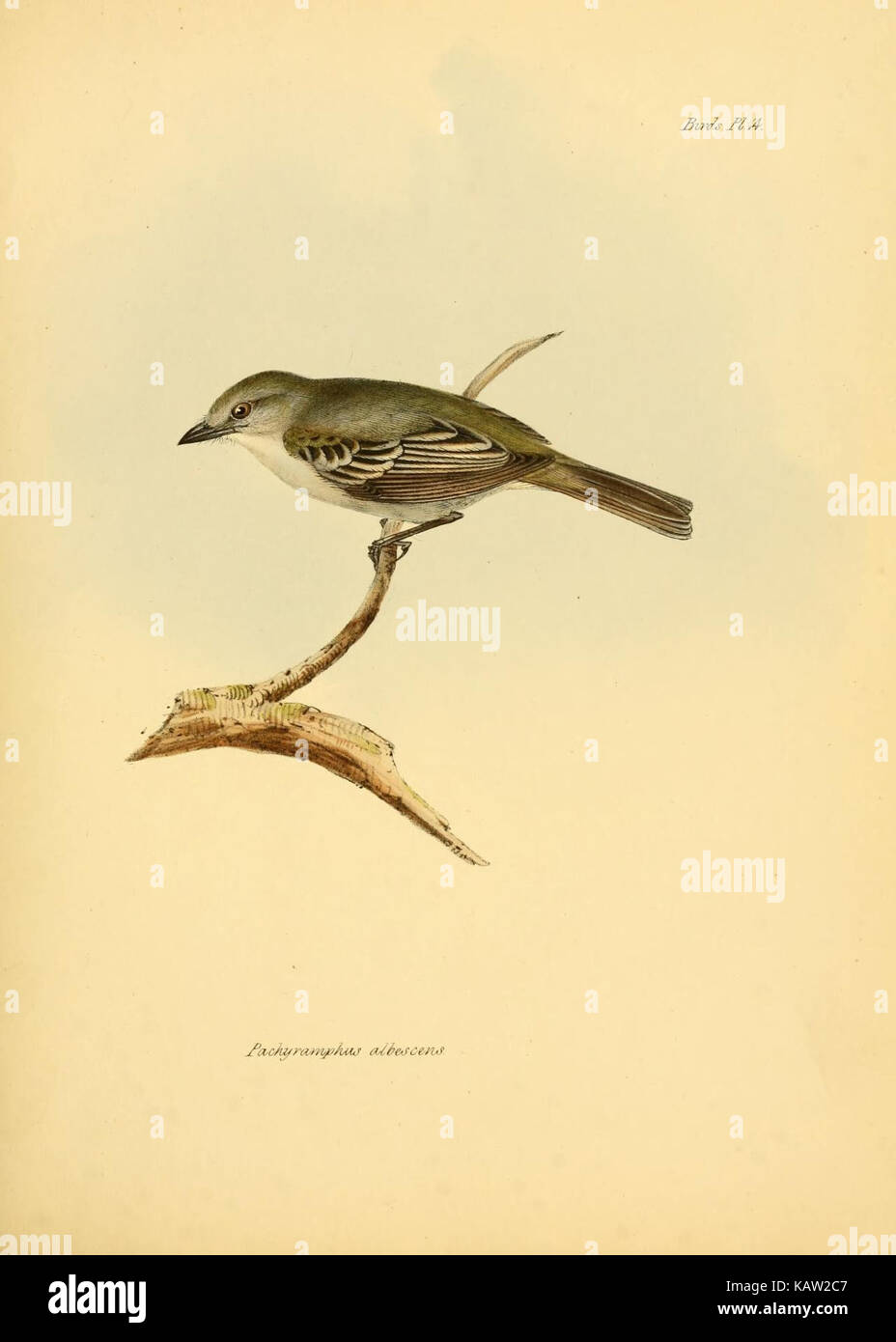 The zoology of the voyage of H.M.S. Beagle (Birds Pl. 9) (8430586354 ...