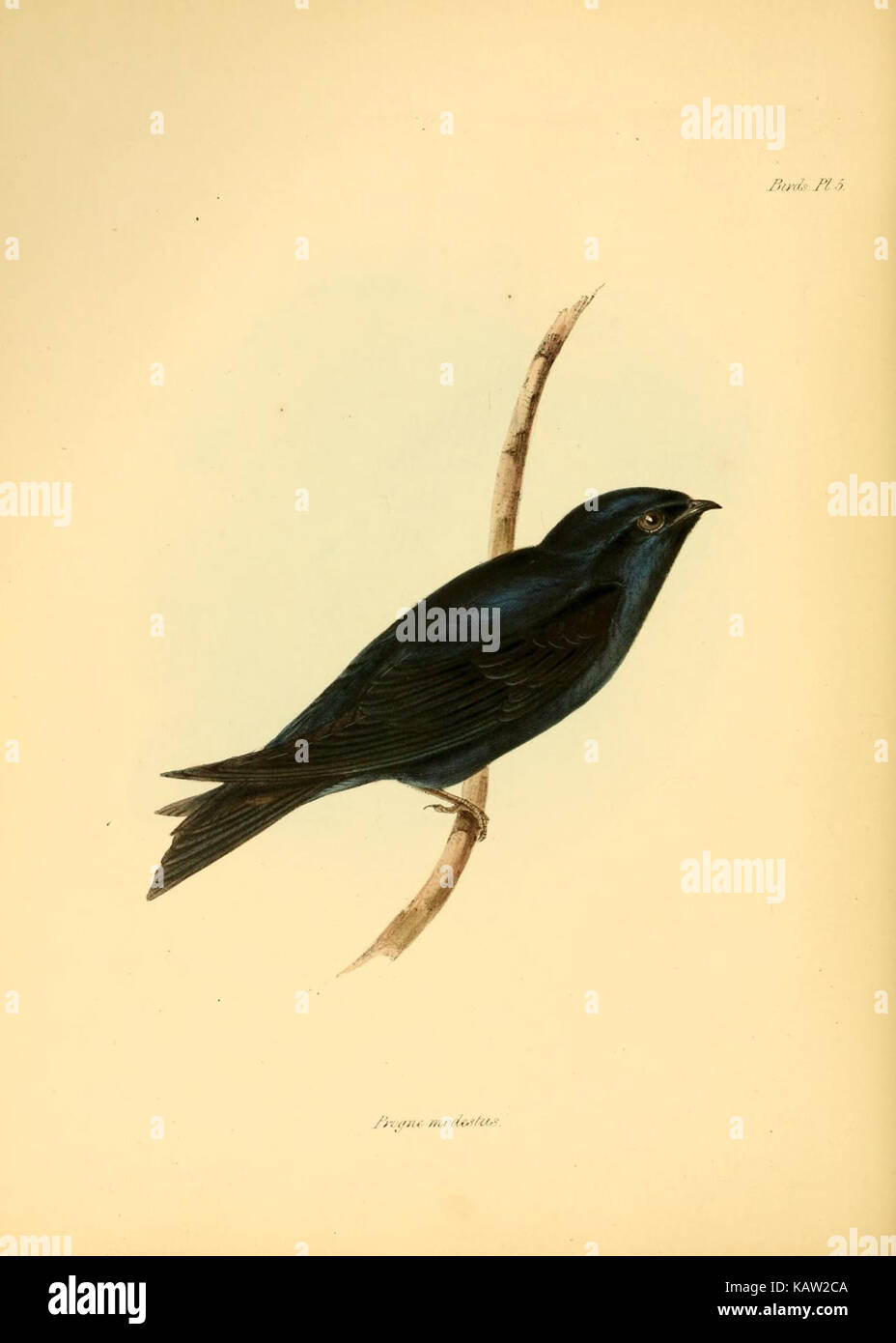 The zoology of the voyage of H.M.S. Beagle (Birds Pl. 5) (8429497977 ...