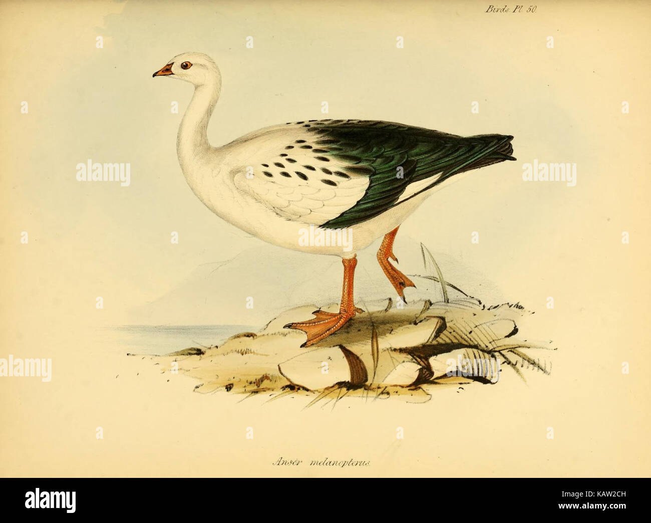 The zoology of the voyage of H.M.S. Beagle (Birds Pl. 50) (8430620604 ...