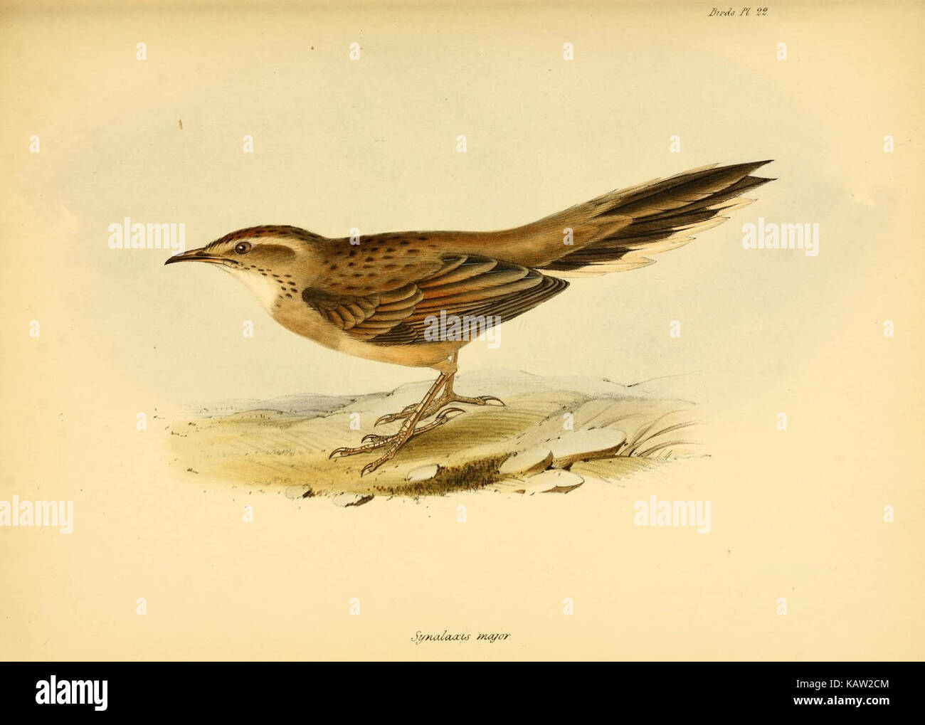 'The Zoology of the Voyage of H.M.S. Beagle' is a scientific work ...