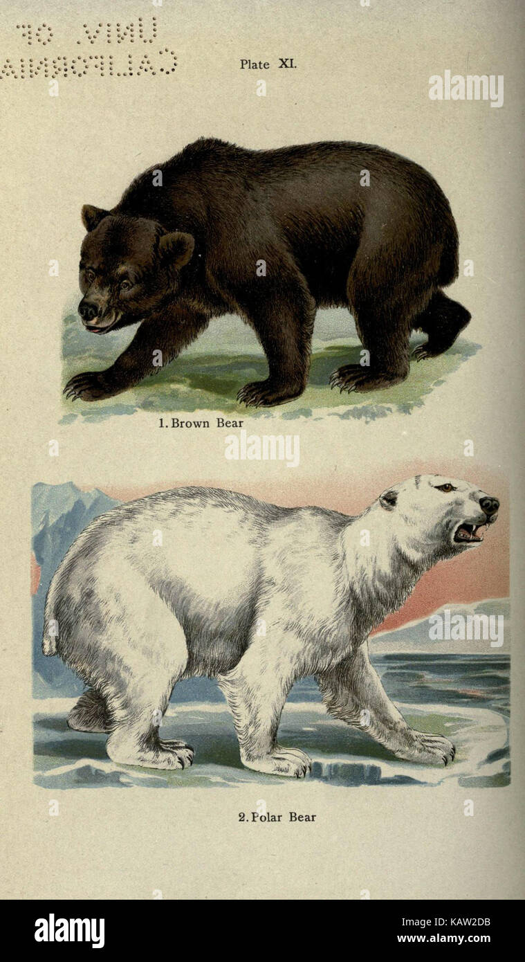 The handy natural history (Coloured Plate XI) (5984800255 Stock Photo ...