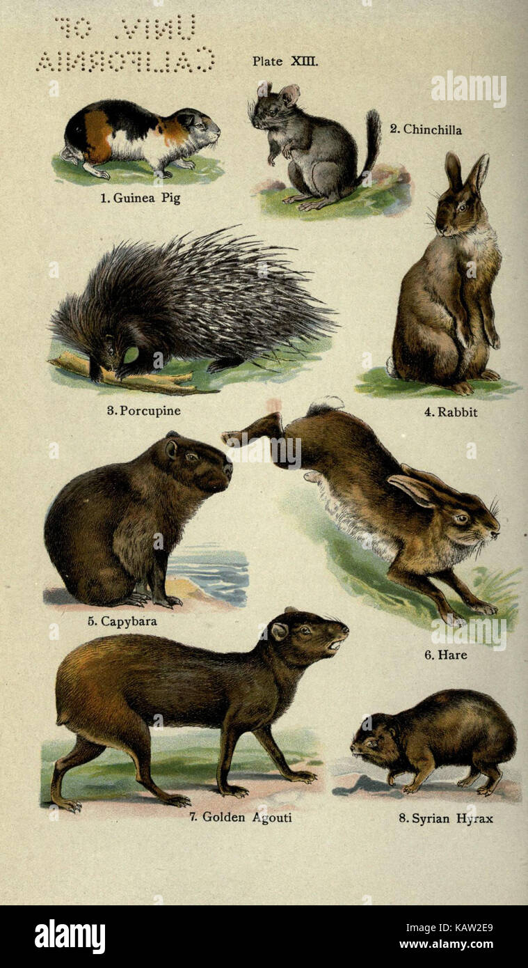 The handy natural history (Coloured Plate XIII) (5984800981 Stock Photo ...