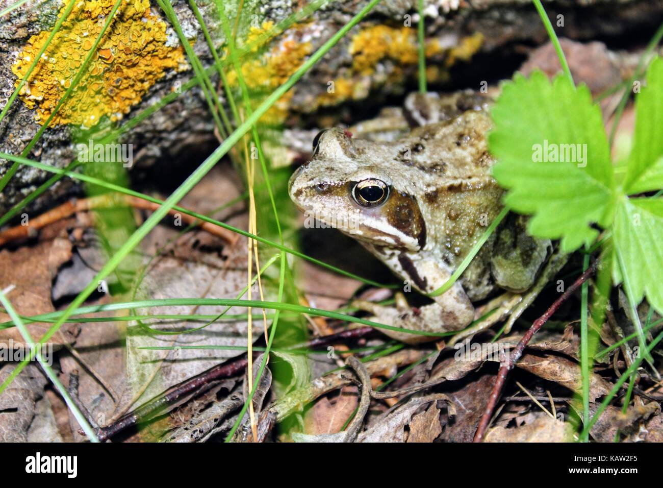 A frog hiding from the photographer among last year's leaves and low ...