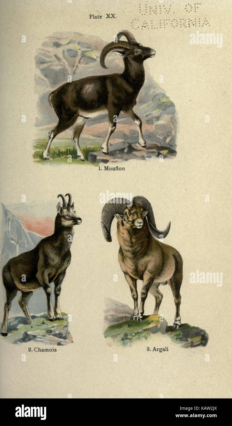 The handy natural history (Coloured Plate XX) (5985365854 Stock Photo ...