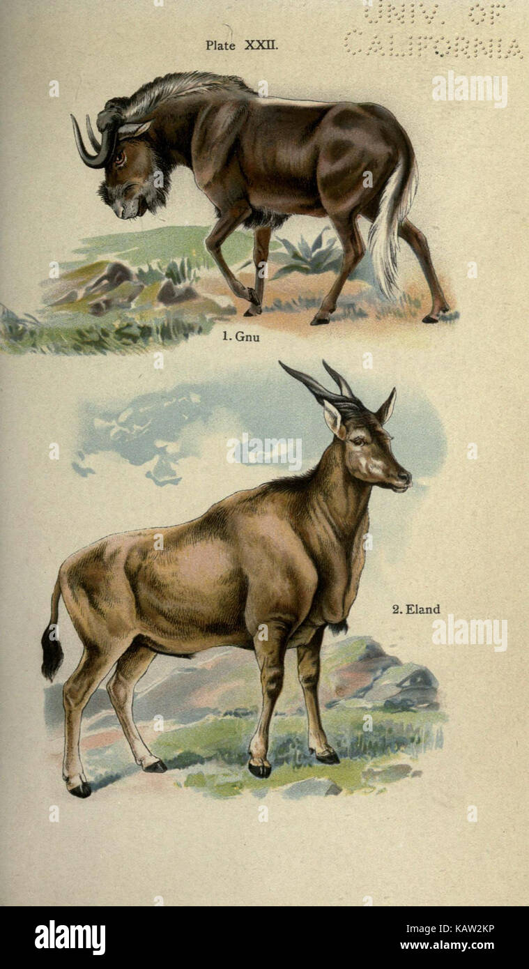 The handy natural history (Coloured Plate XXII) (5985366380 Stock Photo ...