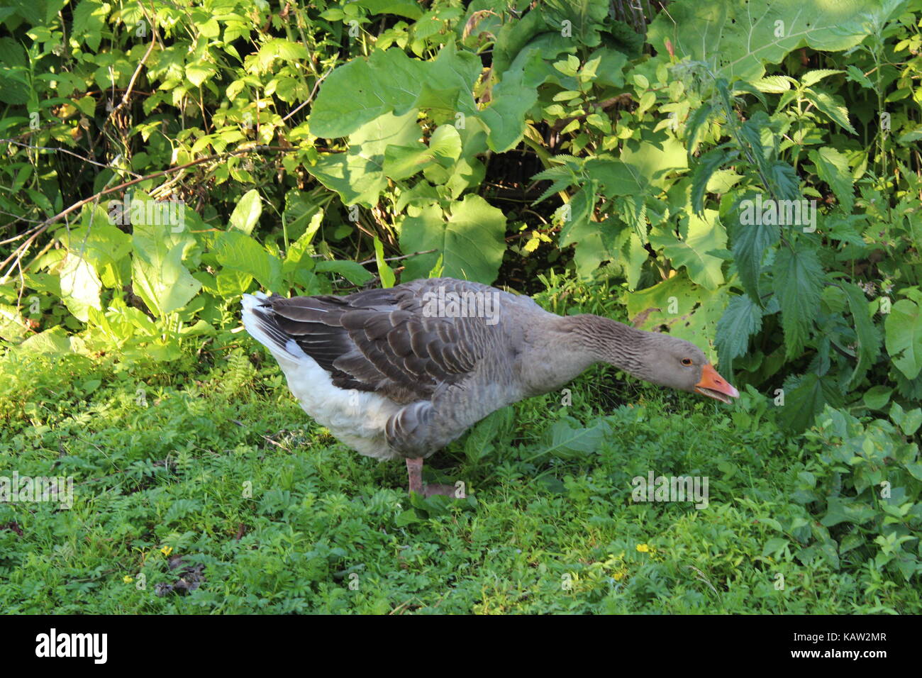 Protecting wild animals hi-res stock photography and images - Alamy