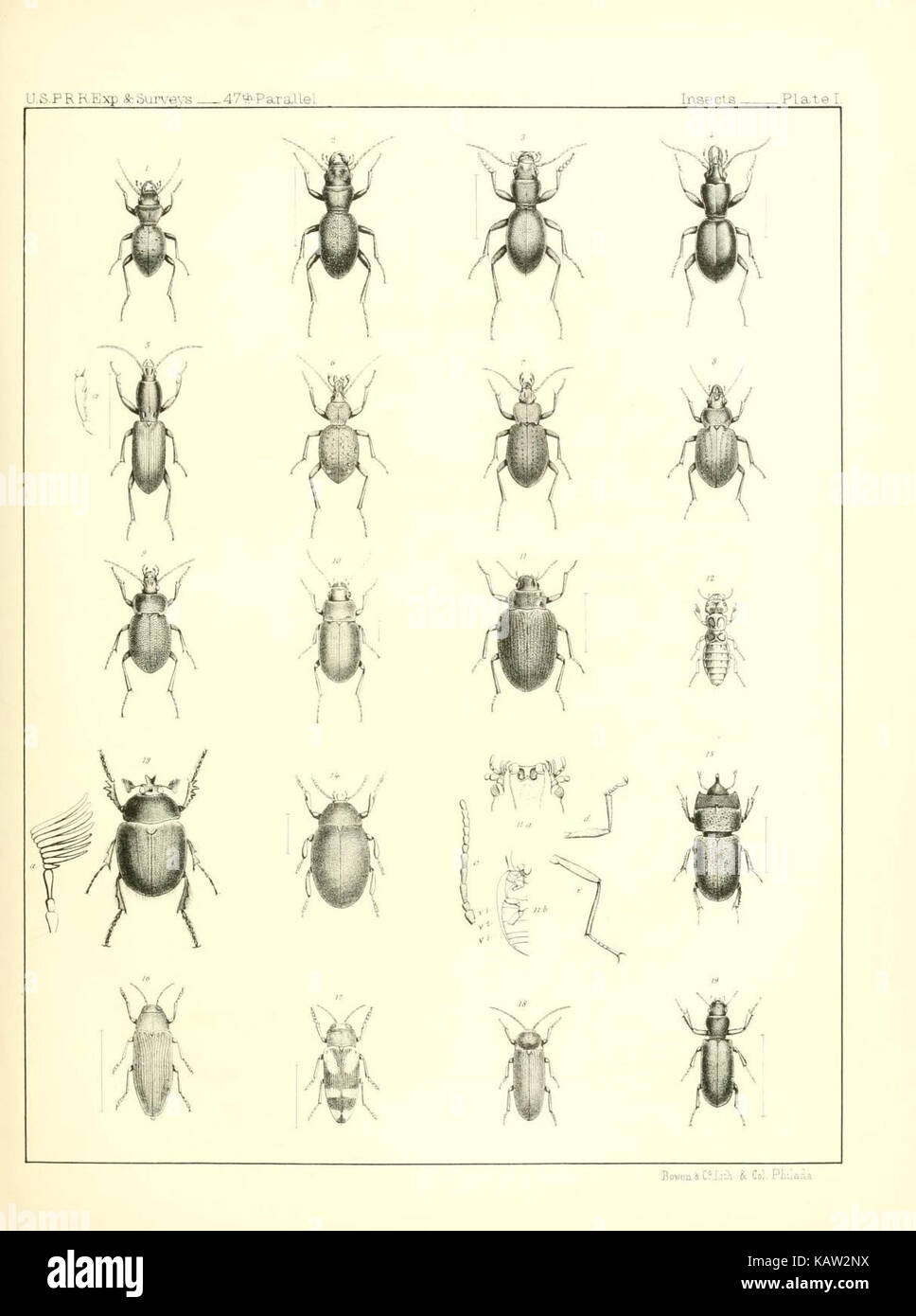 I for insects hi-res stock photography and images - Alamy